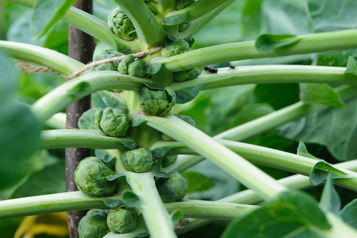 14 types of brassica to grow
