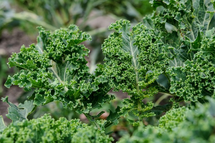 14 types of brassica to grow